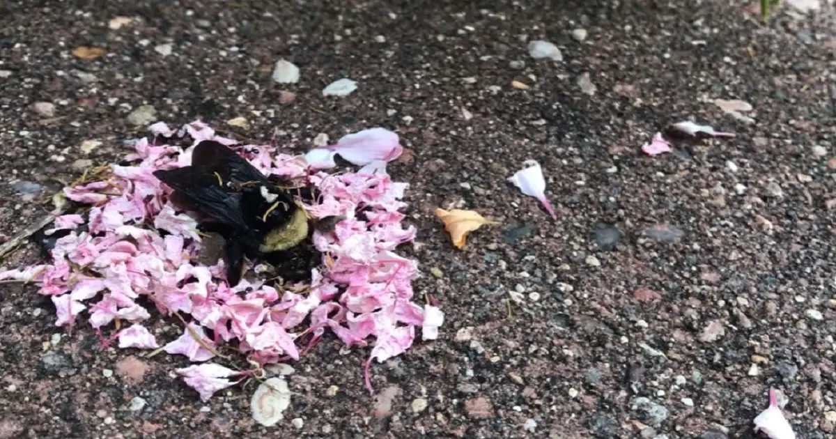 Ants Place Flower Petals Over the Deceased Bee Creating a Proper ...
